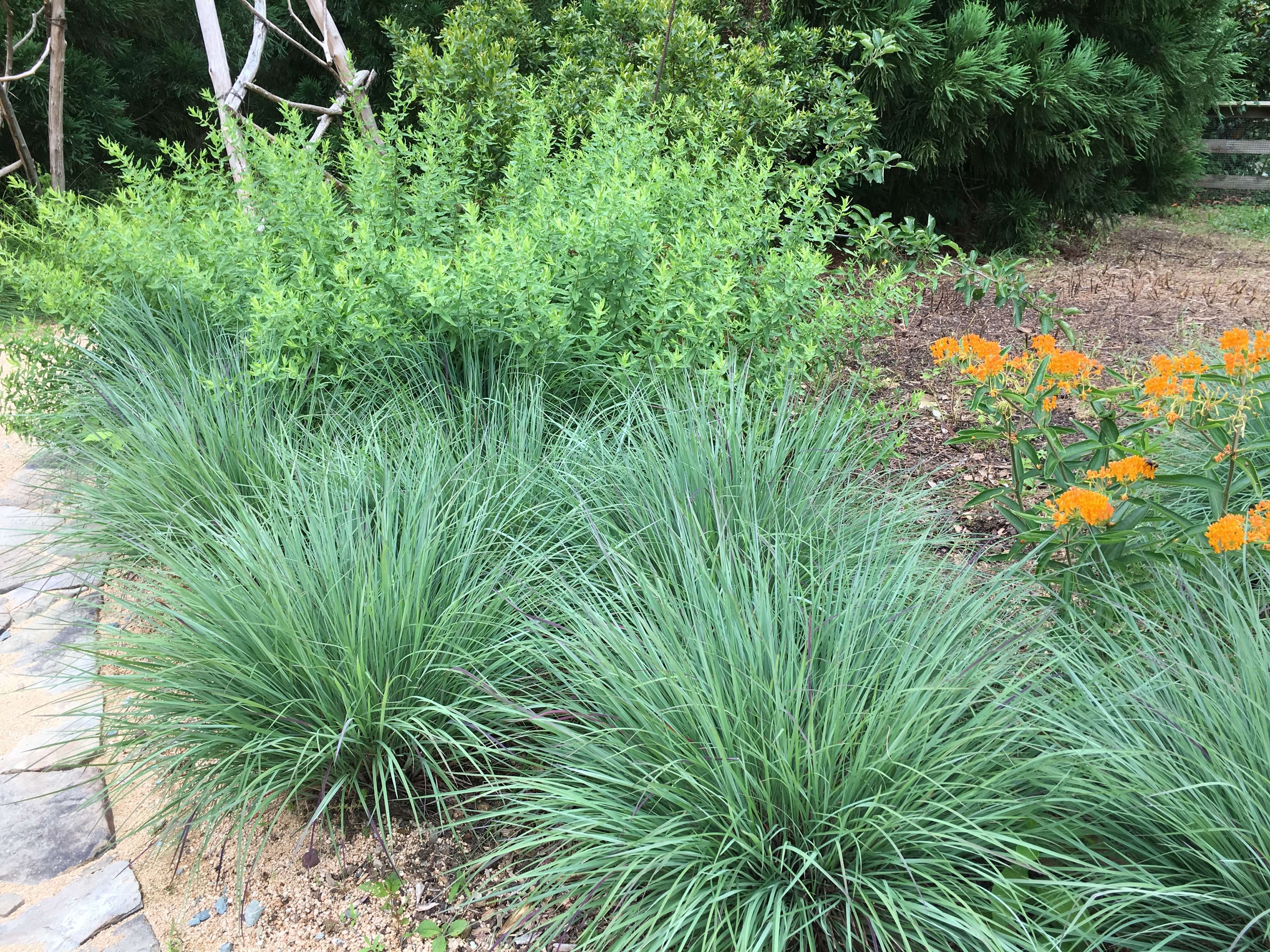 Grasses Plants | Arbor Valley Nursery